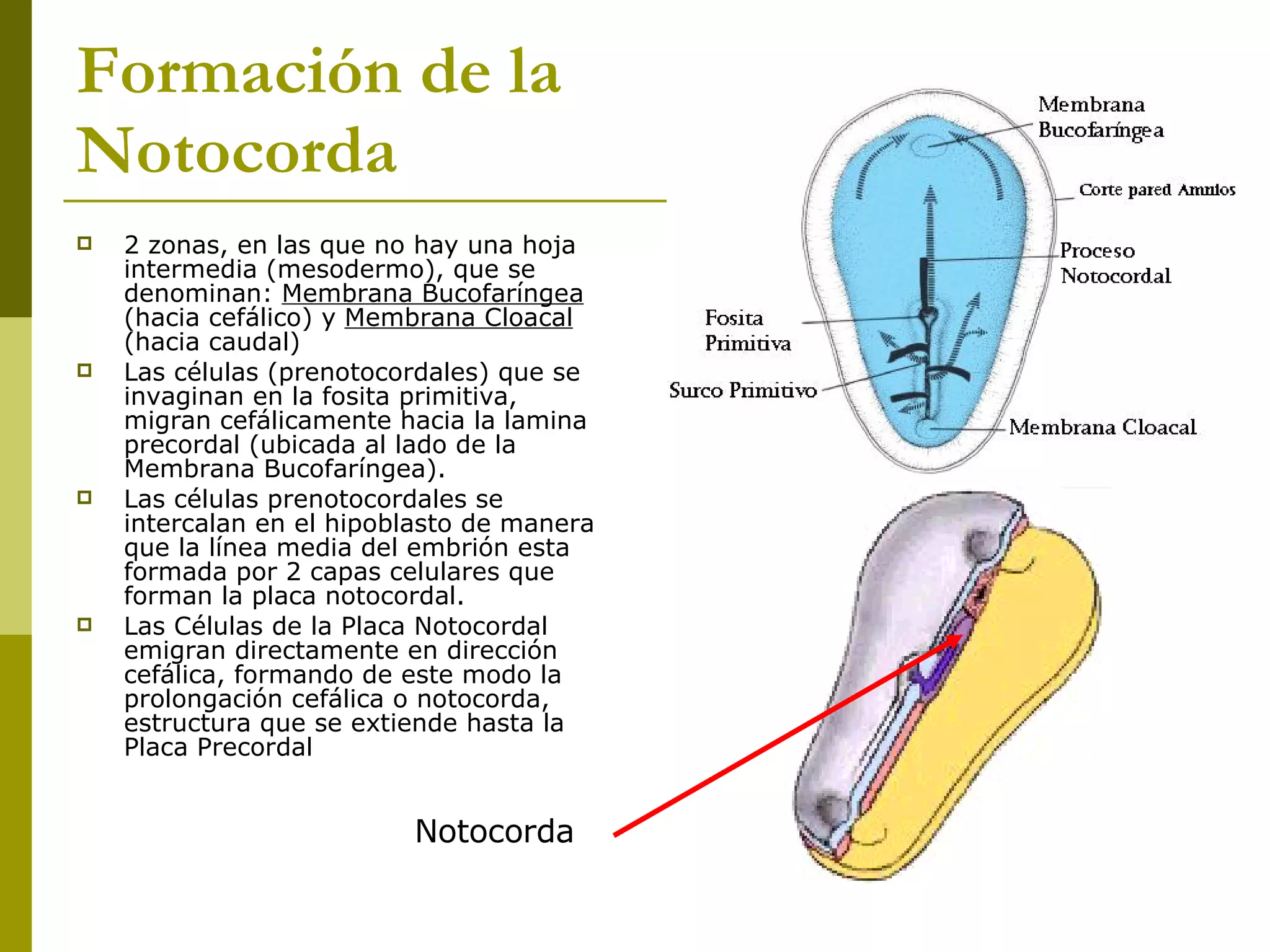 Embriogenesis | PPT | Pregnancy | Reproductive Health