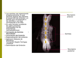 Embriogenesis | PPT