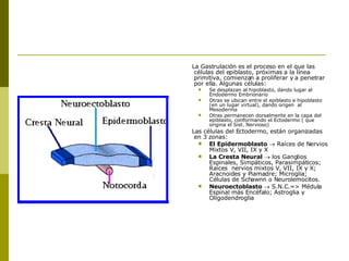 Embriogenesis | PPT