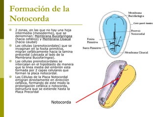 Embriogenesis | PPT