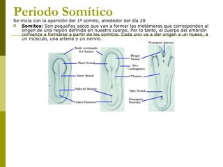 Embriogenesis | PPT