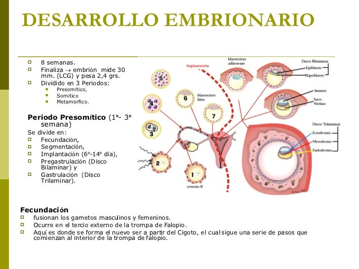 Embriogenesis humana - Imagui