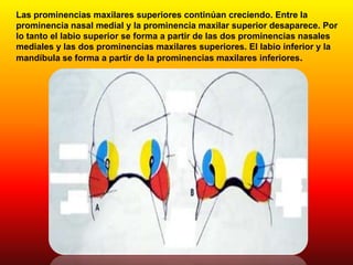 Embriogenesis | PPTX