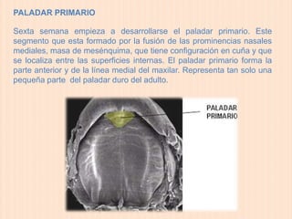 Embriogenesis | PPTX
