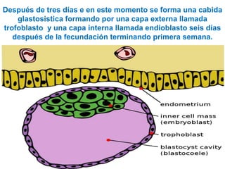 Embriogenesis | PPTX