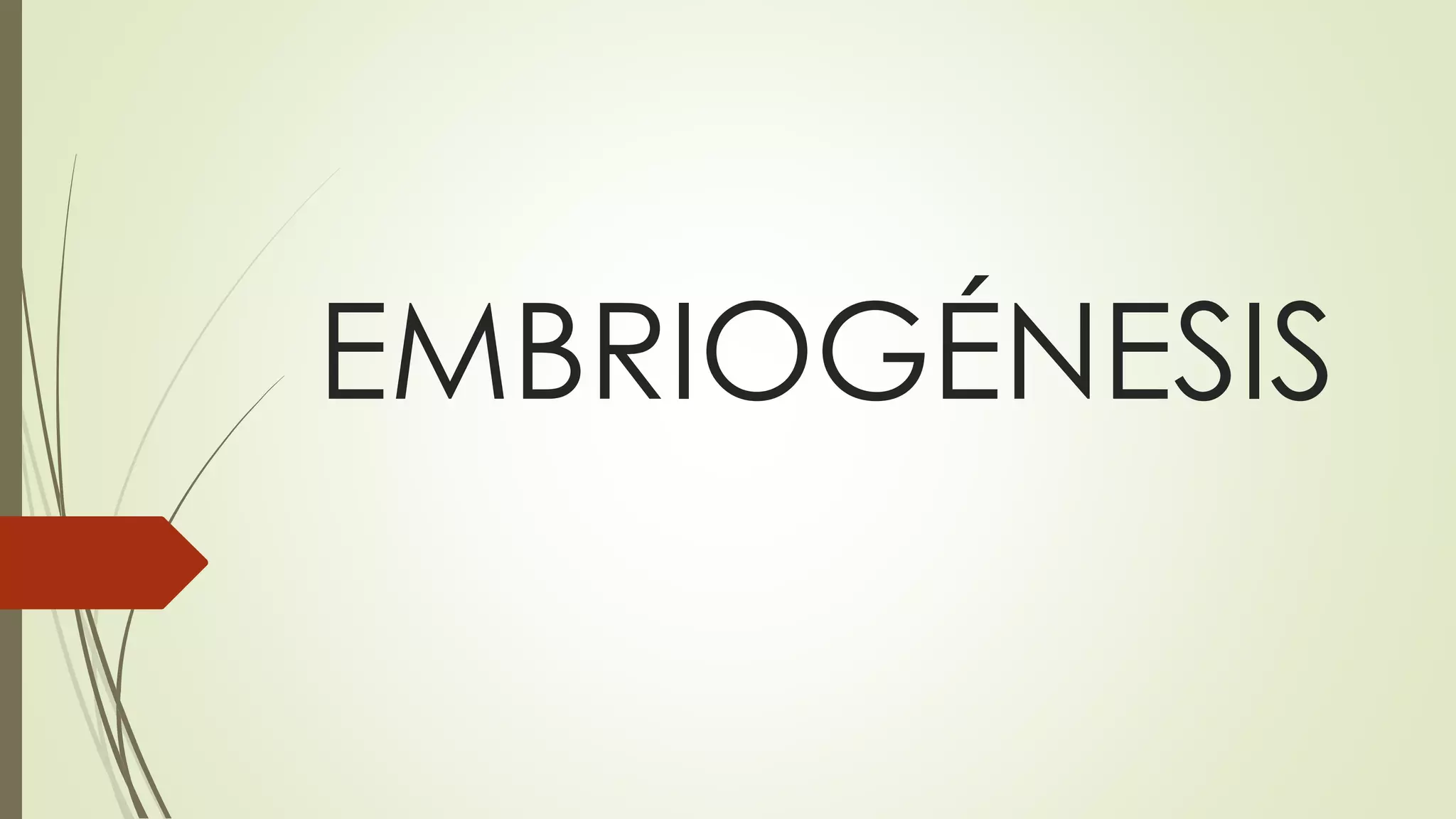 Embriogenesis¡ | PPTX