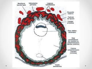 Embriogenesis | PPTX
