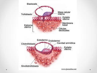 Embriogenesis | PPTX
