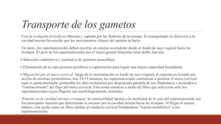 Embriogenesis | PPTX
