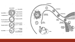 Embriogenesis | PPTX