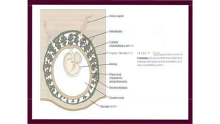 Embriogenesis | PPTX