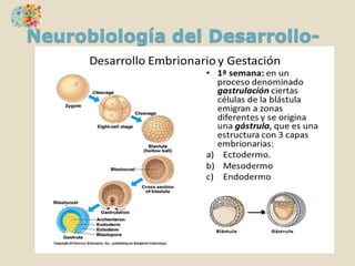 Embriogenesis | PPTX