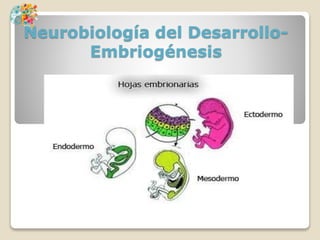 Embriogenesis | PPTX