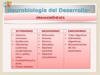 Embriogenesis | PPTX