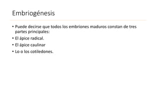 Embriogenesis powerpoint universidad moron.pdf