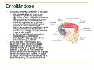 Embriogenesis Part 2 | PPT