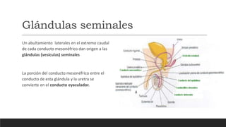 Embriogenesis aparato reproductor masculino | PPTX