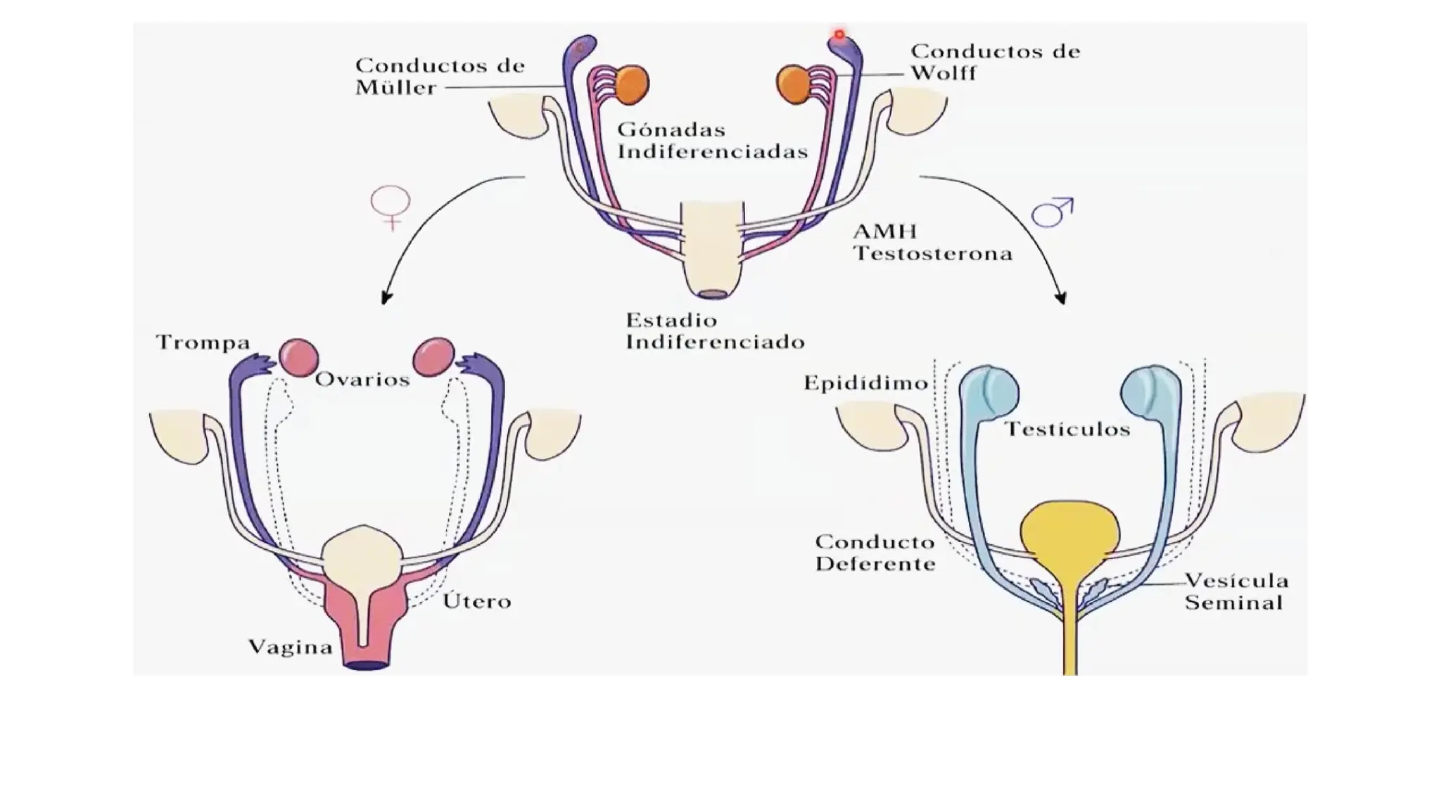EMBRIOGENESIS DEL APARATO GENITAL EMENINO.pptx