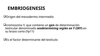 EMBRIOGENESIS DEL APARATO GENITAL EMENINO.pptx