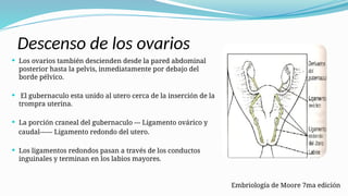 embriogenesis del aparato reproductor femenino.pptx