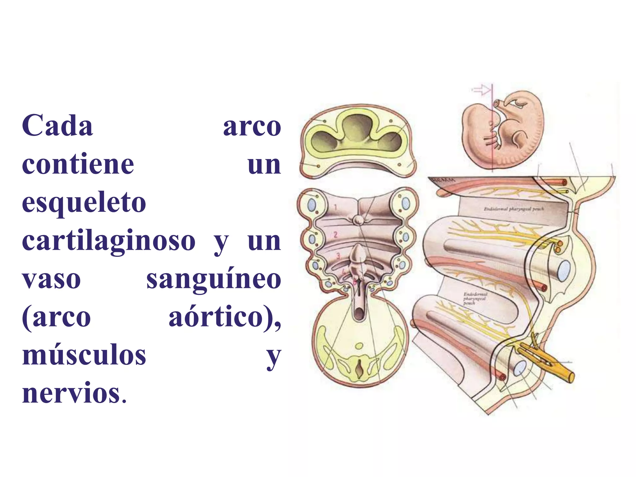 Embriogenesis del sistema estomatognatico y odontogenesis | PPTX