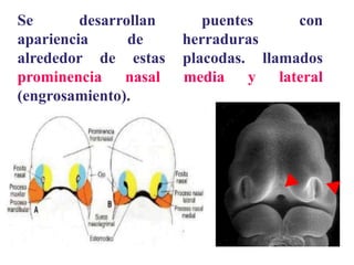 Embriogenesis del sistema estomatognatico y odontogenesis | PPTX