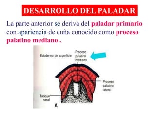 Embriogenesis del sistema estomatognatico y odontogenesis | PPTX