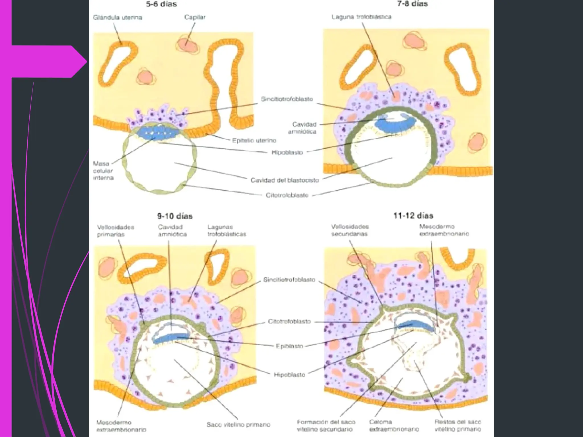embriogenesis fetal femenina embriologia | PPT