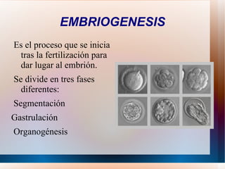 Embriogenesis humana 2 | ODP