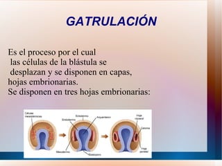 Embriogenesis humana 2 | ODP