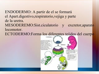 Embriogenesis humana 2 | ODP