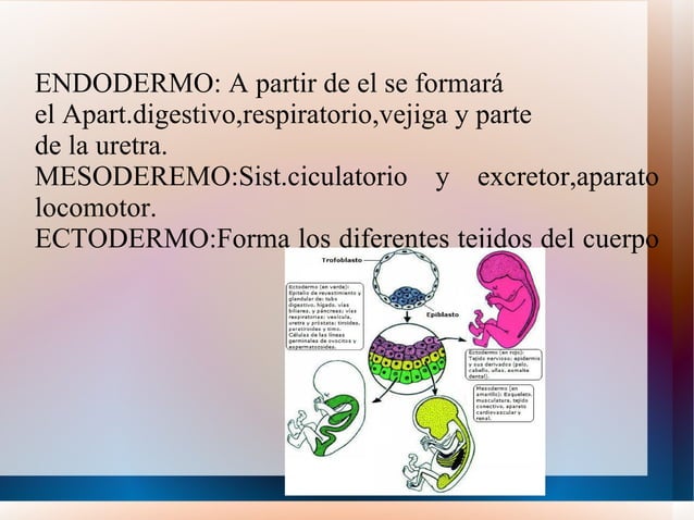 Embriogenesis humana 2 | ODP