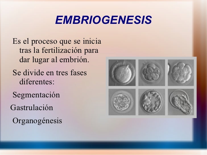 Embriogenesis - Imagui