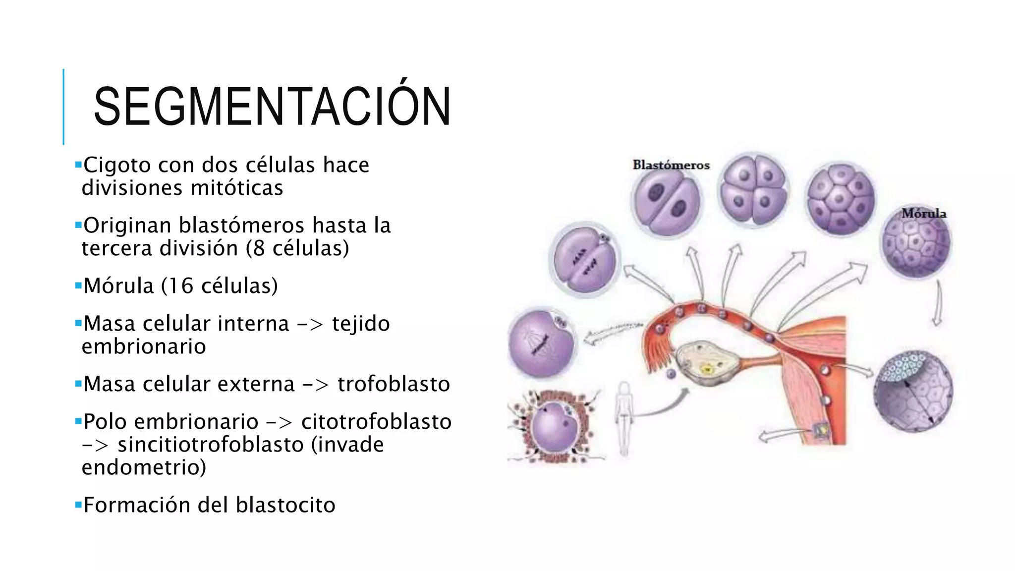 Embriogenesis y desarrollo fetal | PPTX