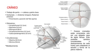 Embriogenesis y desarrollo fetal | PPTX