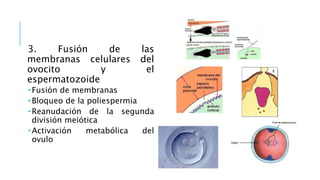 Embriogenesis y desarrollo fetal | PPTX
