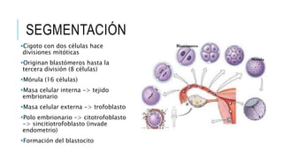 Embriogenesis y desarrollo fetal | PPTX