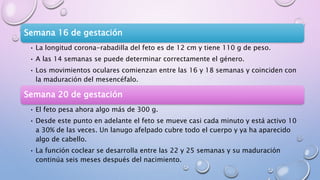 EMBRIOGENESIS Y DESARROLLO MORFOLOGICO FETAL.pptx