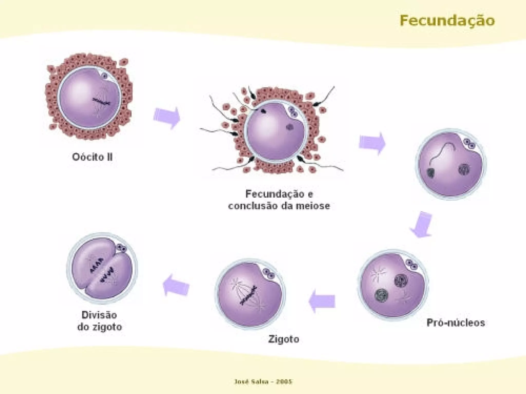 EmbriogêNese embryology embriologia | PPT