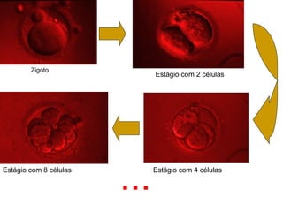 EmbriogêNese embryology embriologia | PPT | Download Gratuito