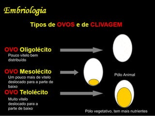 EmbriogêNese embryology embriologia | PPT