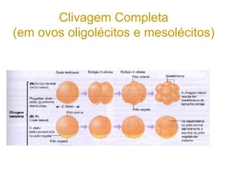 EmbriogêNese embryology embriologia | PPT
