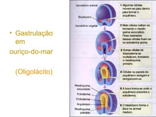 EmbriogêNese embryology embriologia | PPT