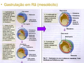 EmbriogêNese embryology embriologia | PPT