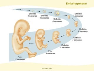 EmbriogêNese embryology embriologia | PPT