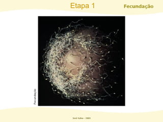 EmbriogêNese embryology embriologia | PPT