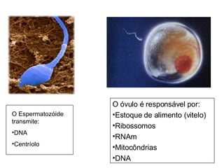 EmbriogêNese embryology embriologia | PPT