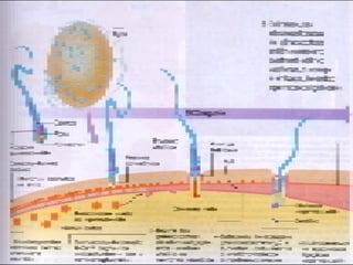 EmbriogêNese embryology embriologia | PPT