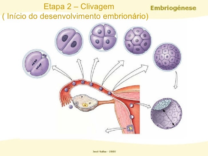 EmbriogêNese embryology embriologia