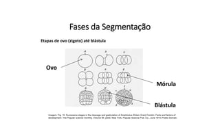 Embriogênese e organogênese.pptx